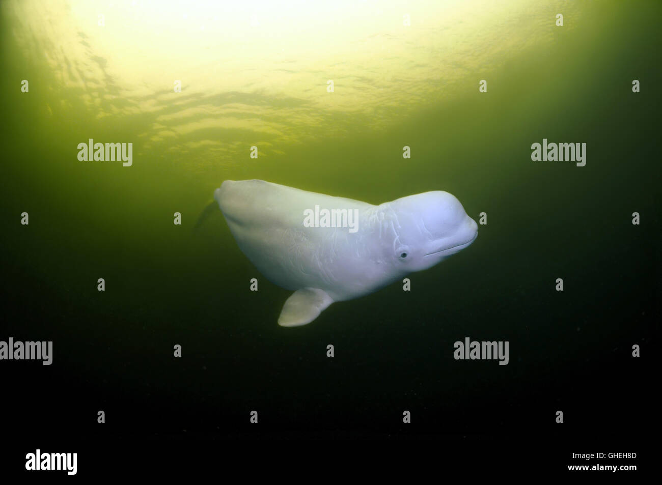 Beluga whale or White whale (Delphinapterus leucas) in Russian Arctic ...