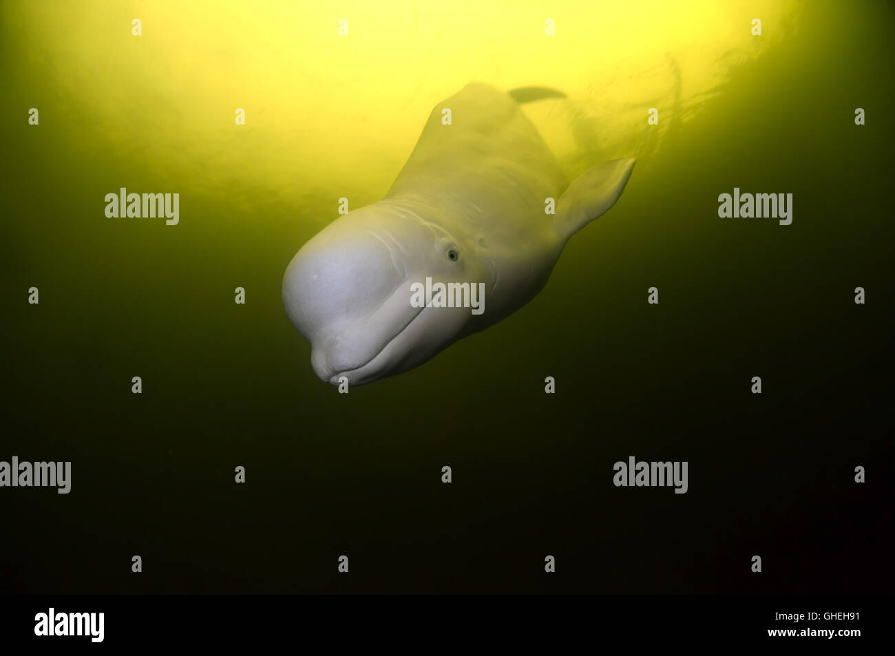 Beluga whale or White whale (Delphinapterus leucas) in Russian Arctic ...