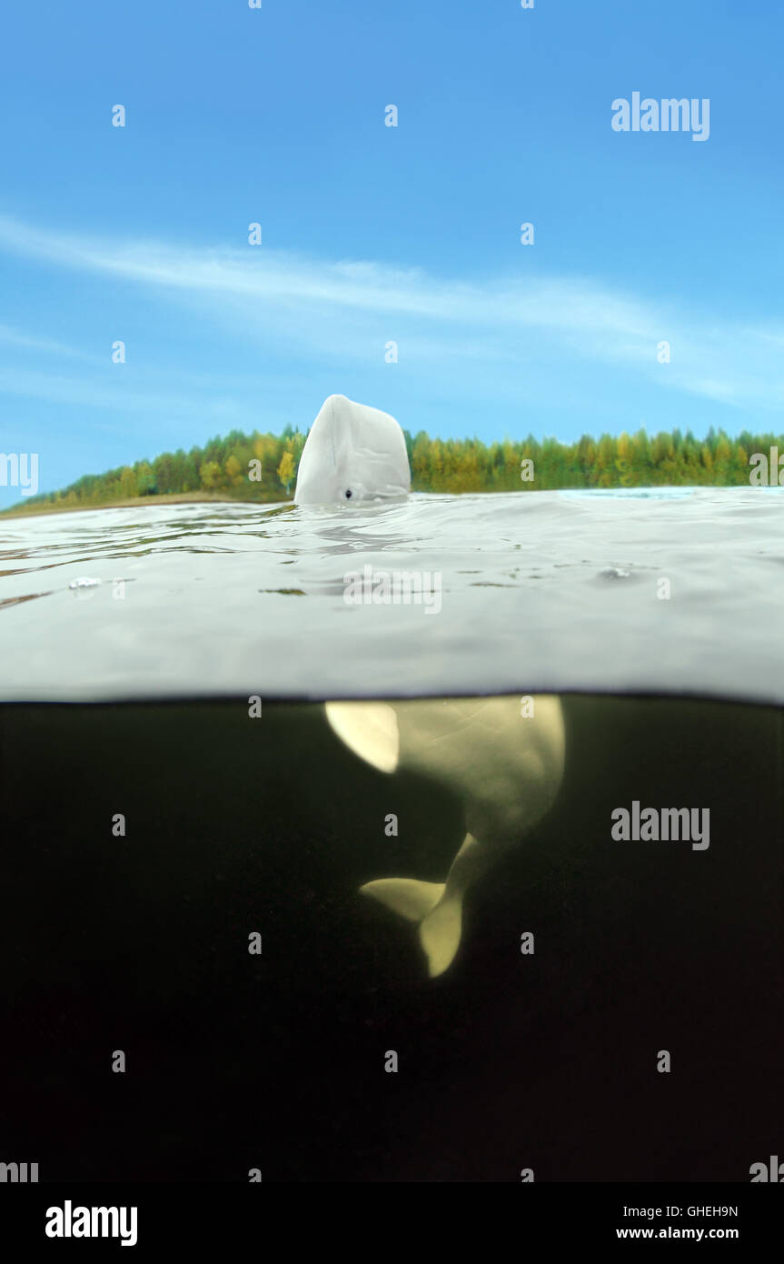 Underwater split level, Beluga whale, White whale (Delphinapterus ...