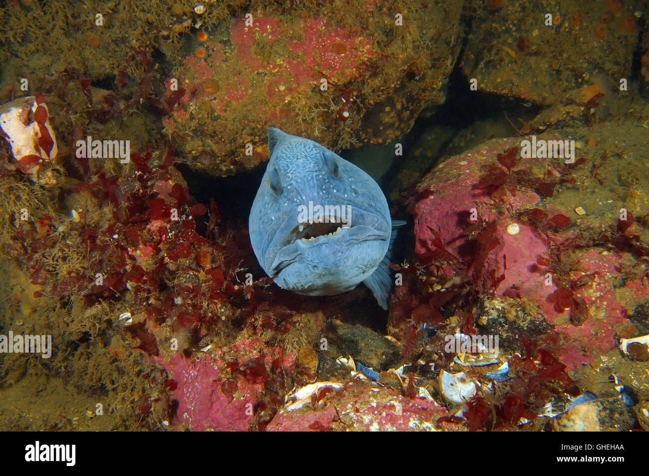 Atlantic wolffish, Ocean catfish, Wolf-fish or Sea cat (Anarhichas ...