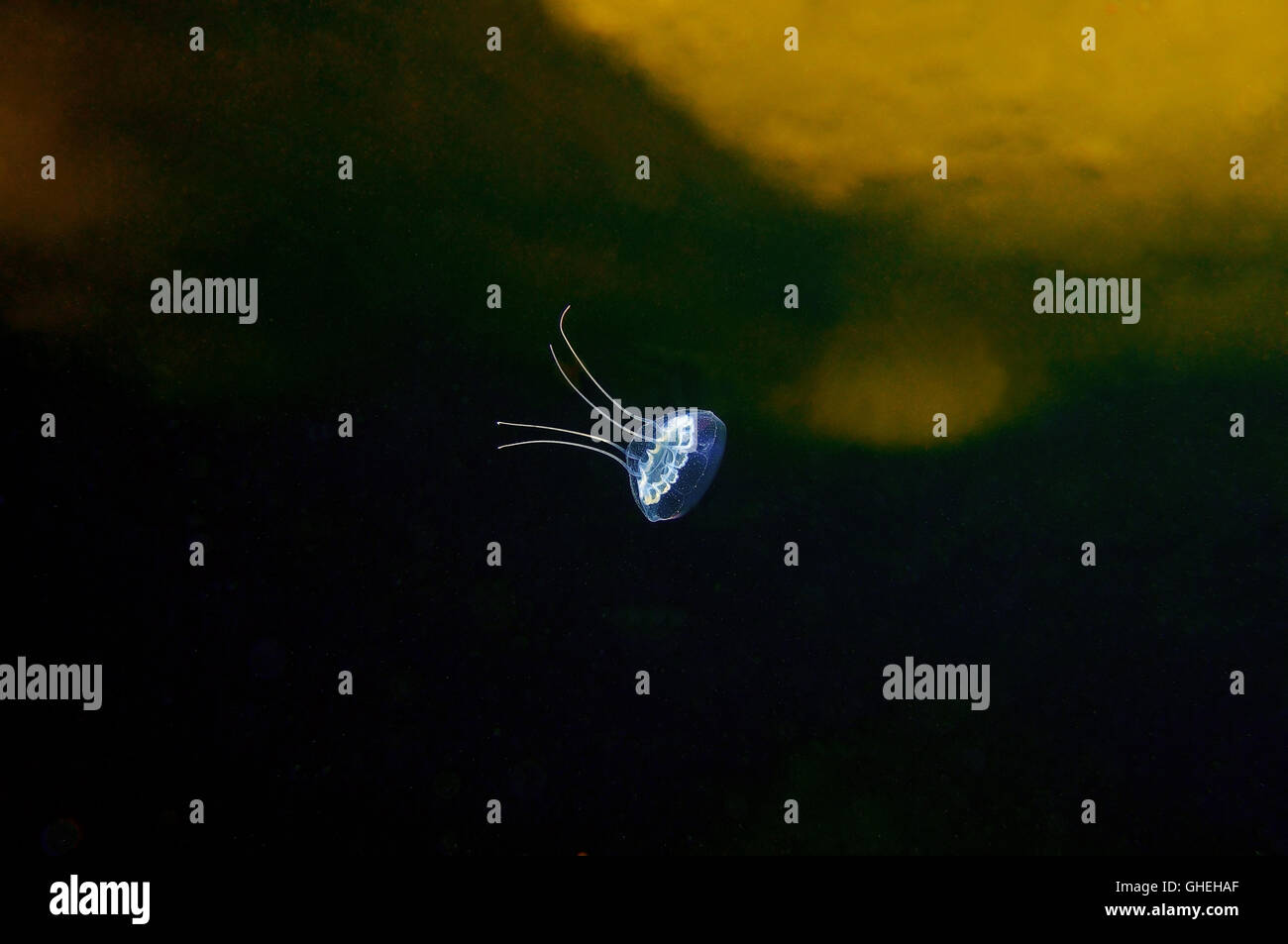 Hydromedusa swim under ice. Sea serpent, Clapper jellyfish or ...
