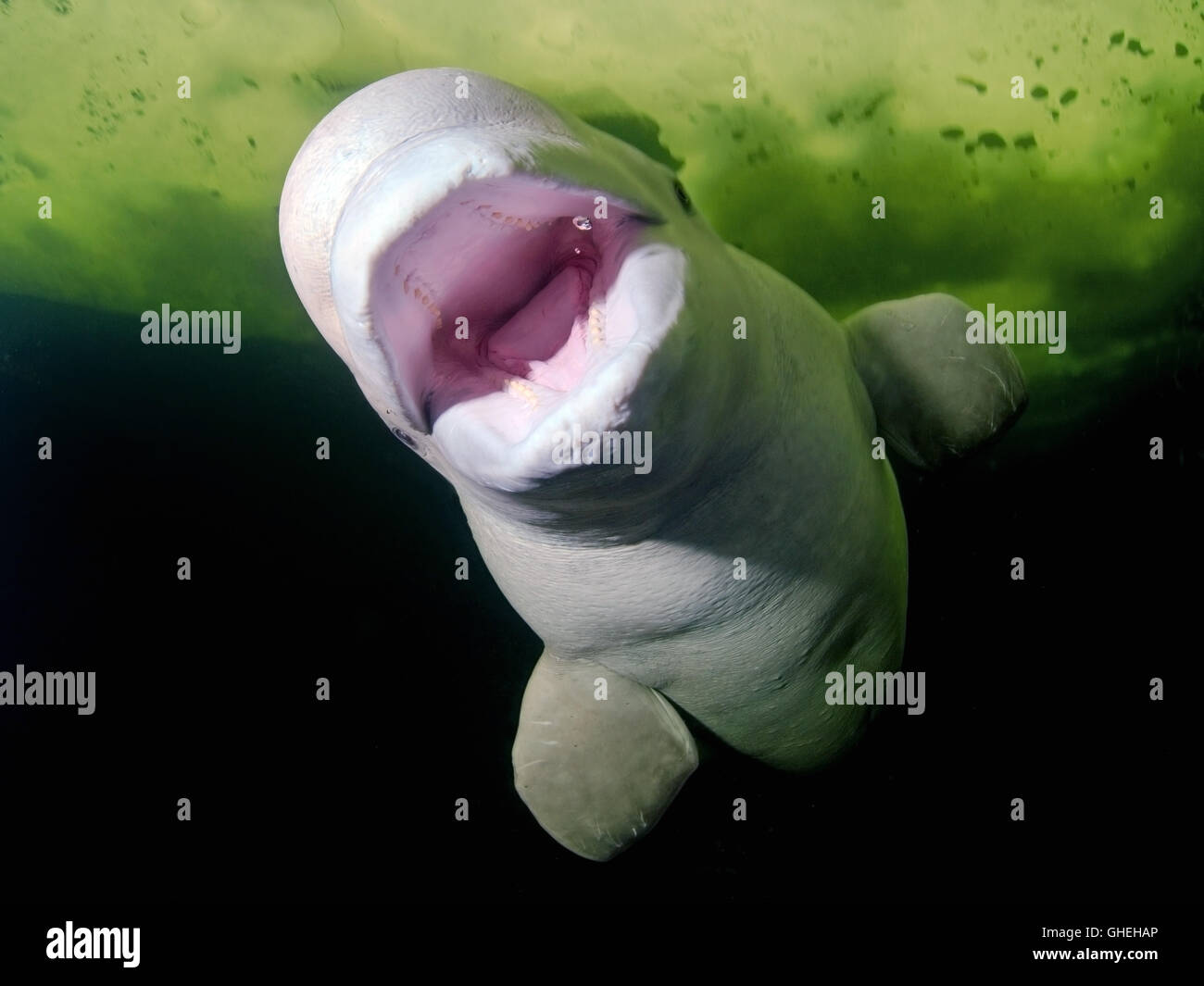 Beluga whale open mouth delphinapterus hi-res stock photography and ...