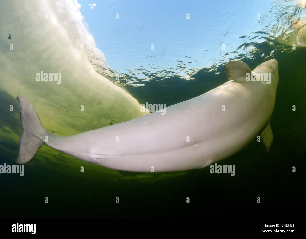Beluga whale swim under ice. White whale (Delphinapterus leucas)White ...