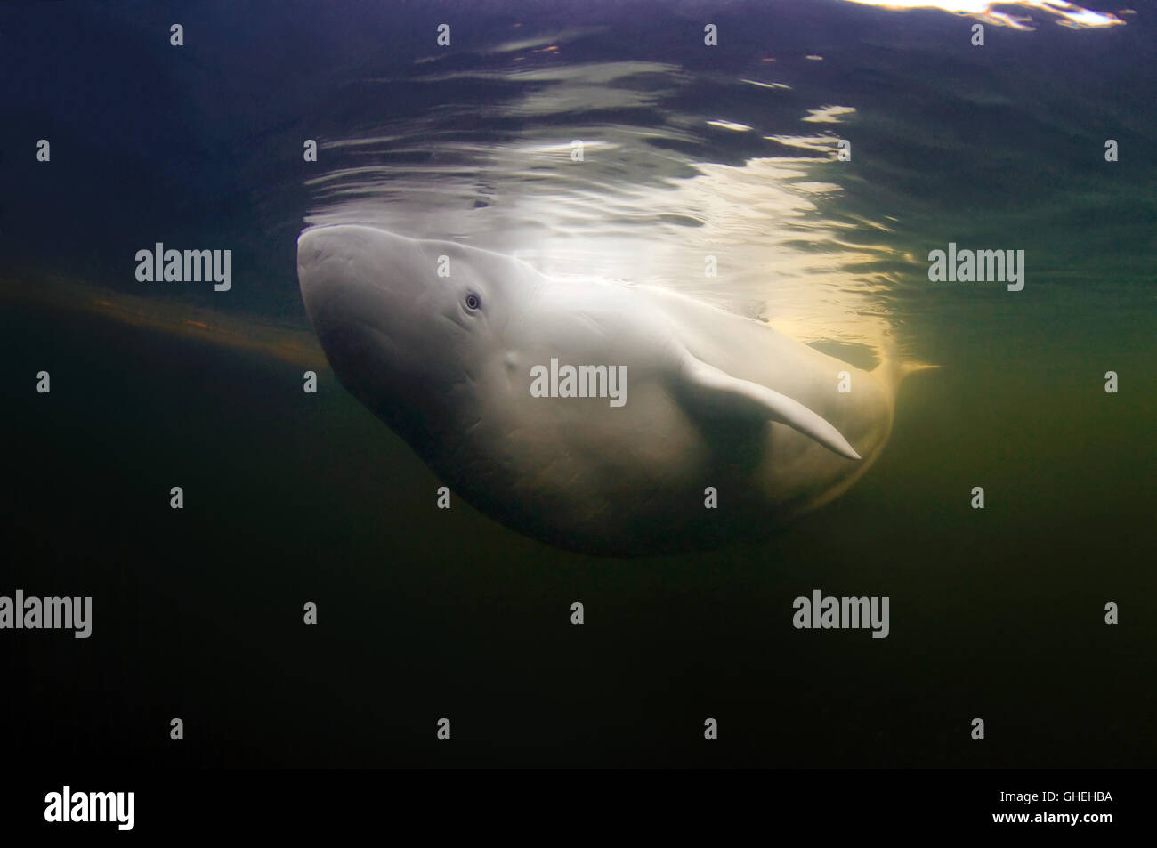 Beluga whale or White whale (Delphinapterus leucas) in Russian Arctic ...