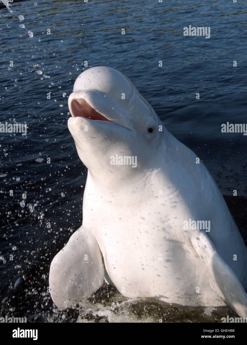 Beloega hi-res stock photography and images - Alamy