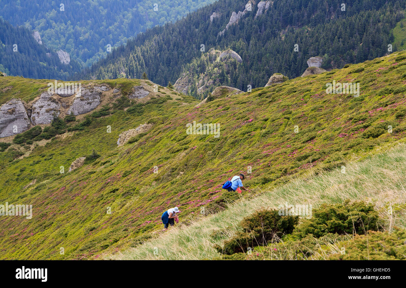 Tourists on the mountain slope in summer Stock Photo - Alamy