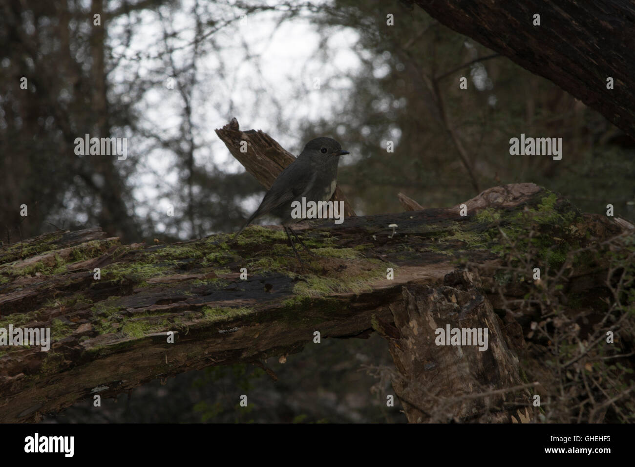 New Zealand Robins are endemic to New Zealand seen here in the southern ...