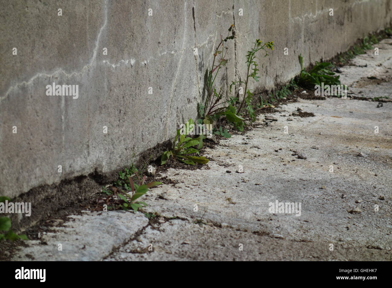 Weeds growing from cracks in concrete wall Stock Photo - Alamy