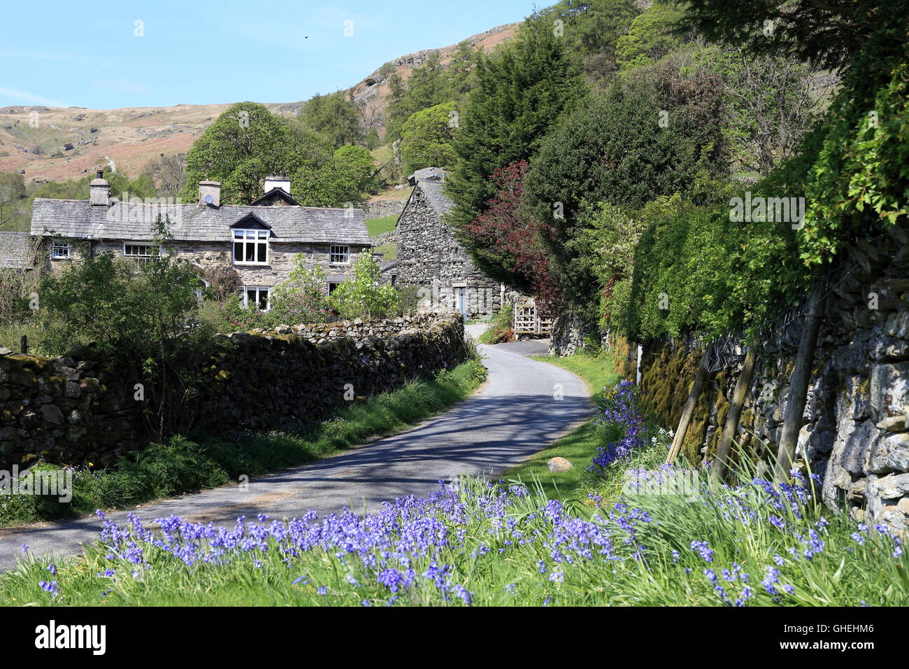 'Nook' in Kentmere, Cumbria. Bluebells line the grass verge of the ...