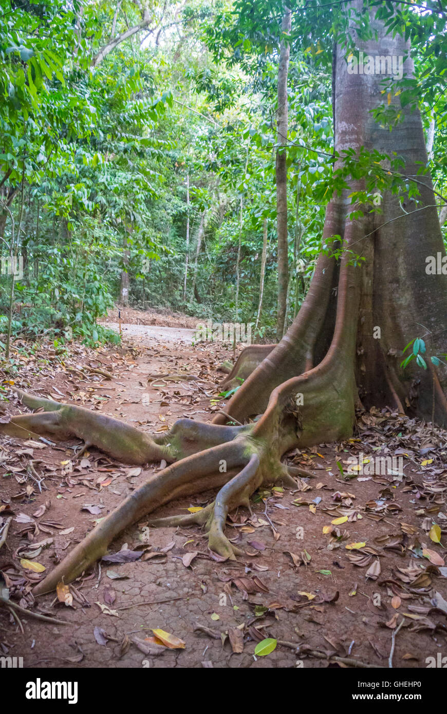 Jungle tree roots hi-res stock photography and images - Alamy