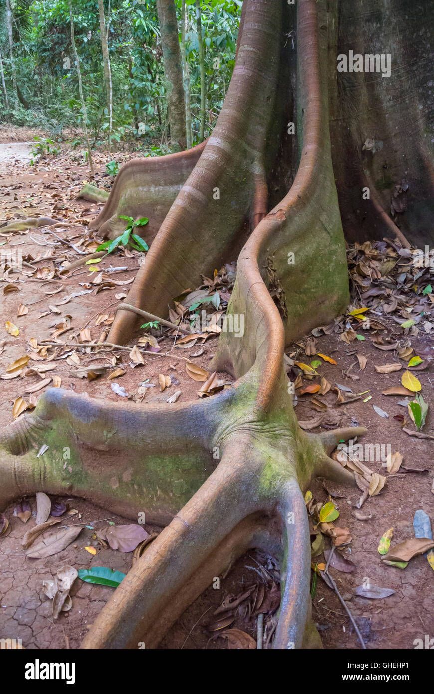 Roots of tree Costa Rica, Central America Stock Photo - Alamy