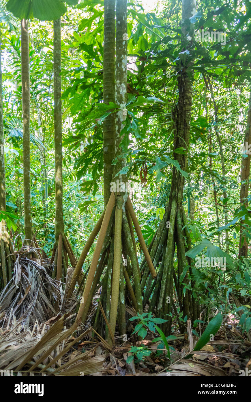 Walking palm hi-res stock photography and images - Alamy