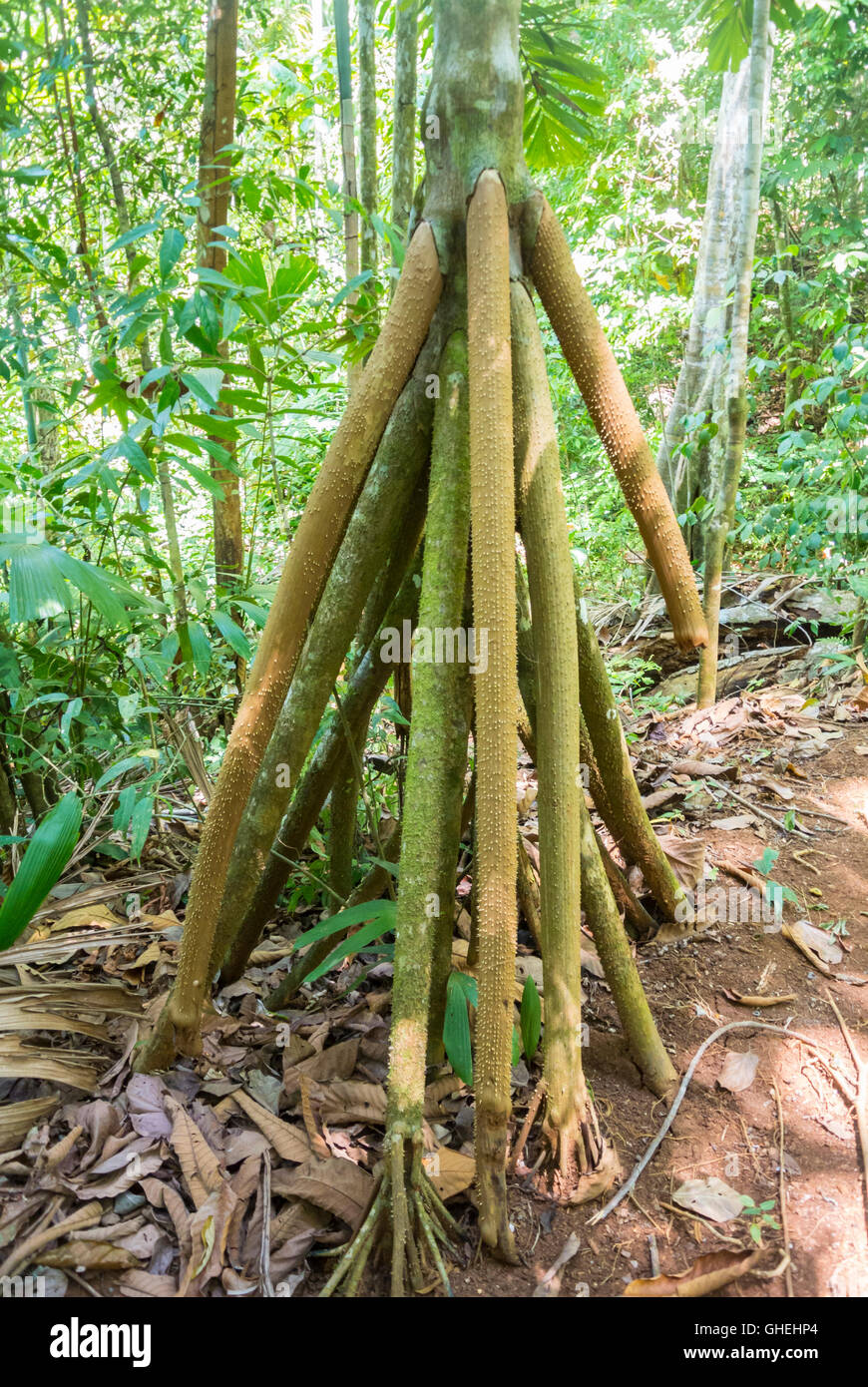 Roots of walking palm tree, Costa Rica, Central America Stock Photo - Alamy