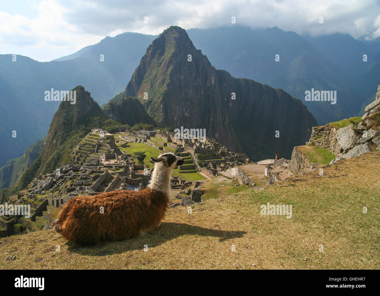 Llama sitting on a grass in front of ancient inca town of Machu Picchu ...