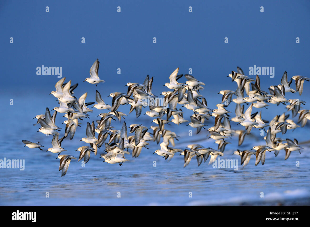 Flying sanderling hi-res stock photography and images - Alamy