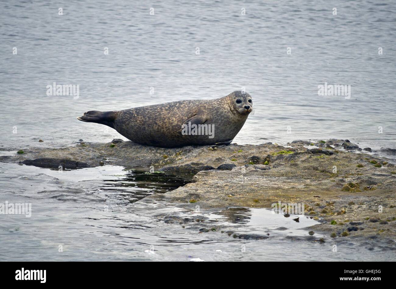 Common Seal on Rock Stock Photo - Alamy