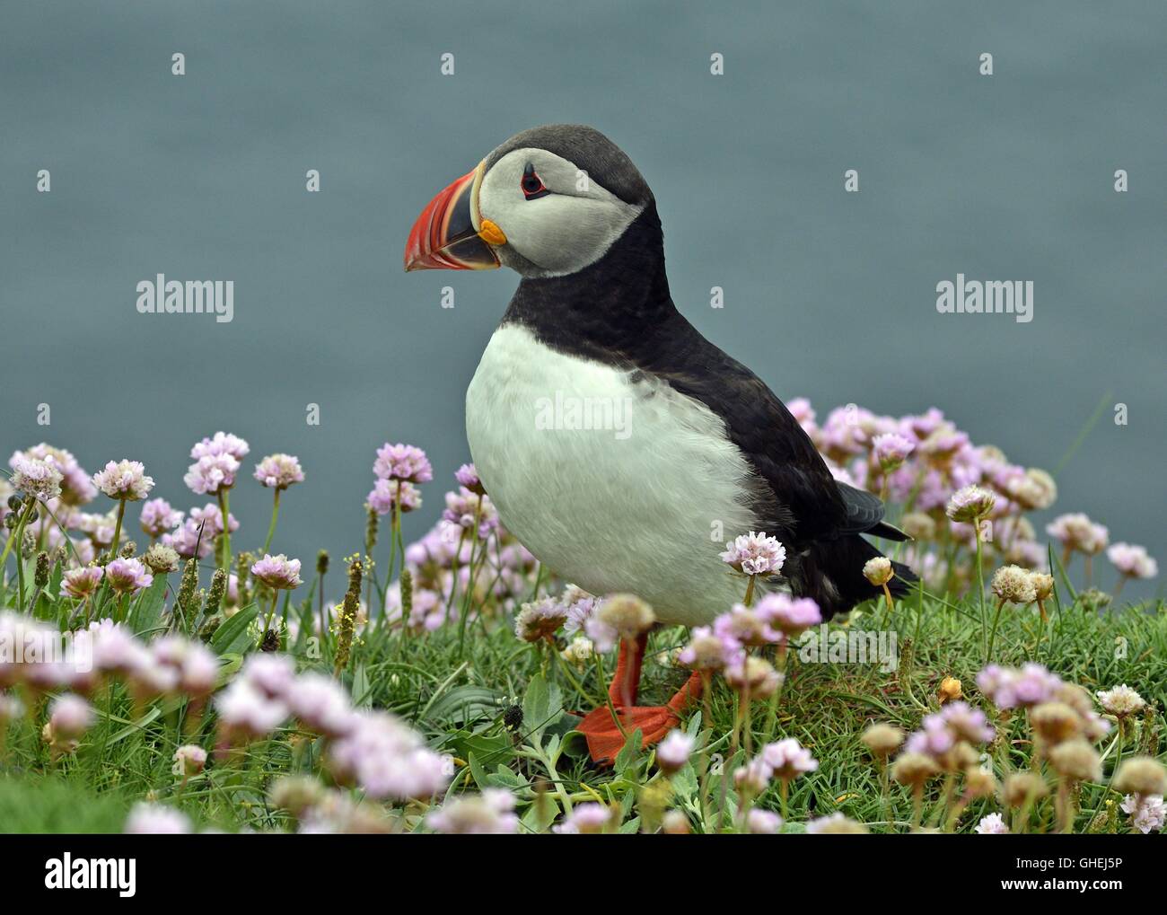 Puffin in Flowers Stock Photo - Alamy