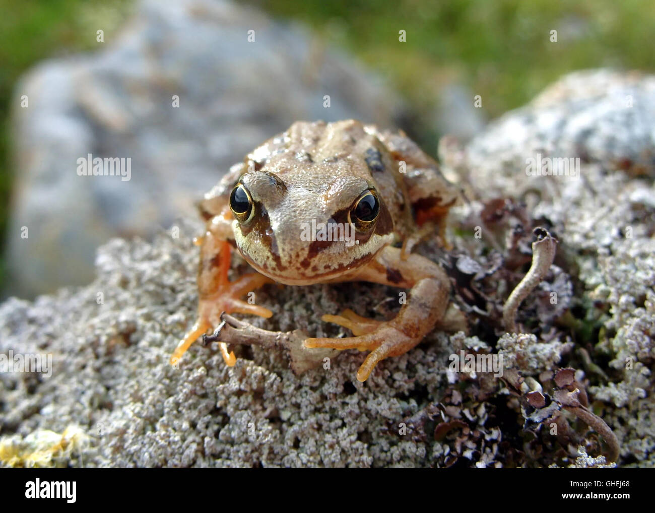 Common Frog on rock Stock Photo - Alamy