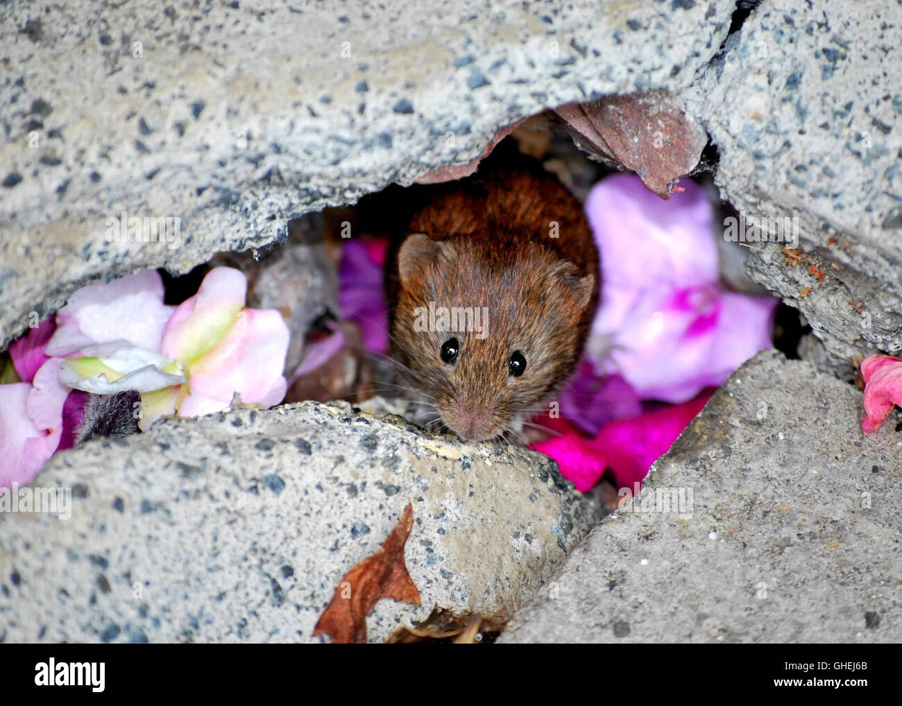 Flower field mouse hi-res stock photography and images - Alamy