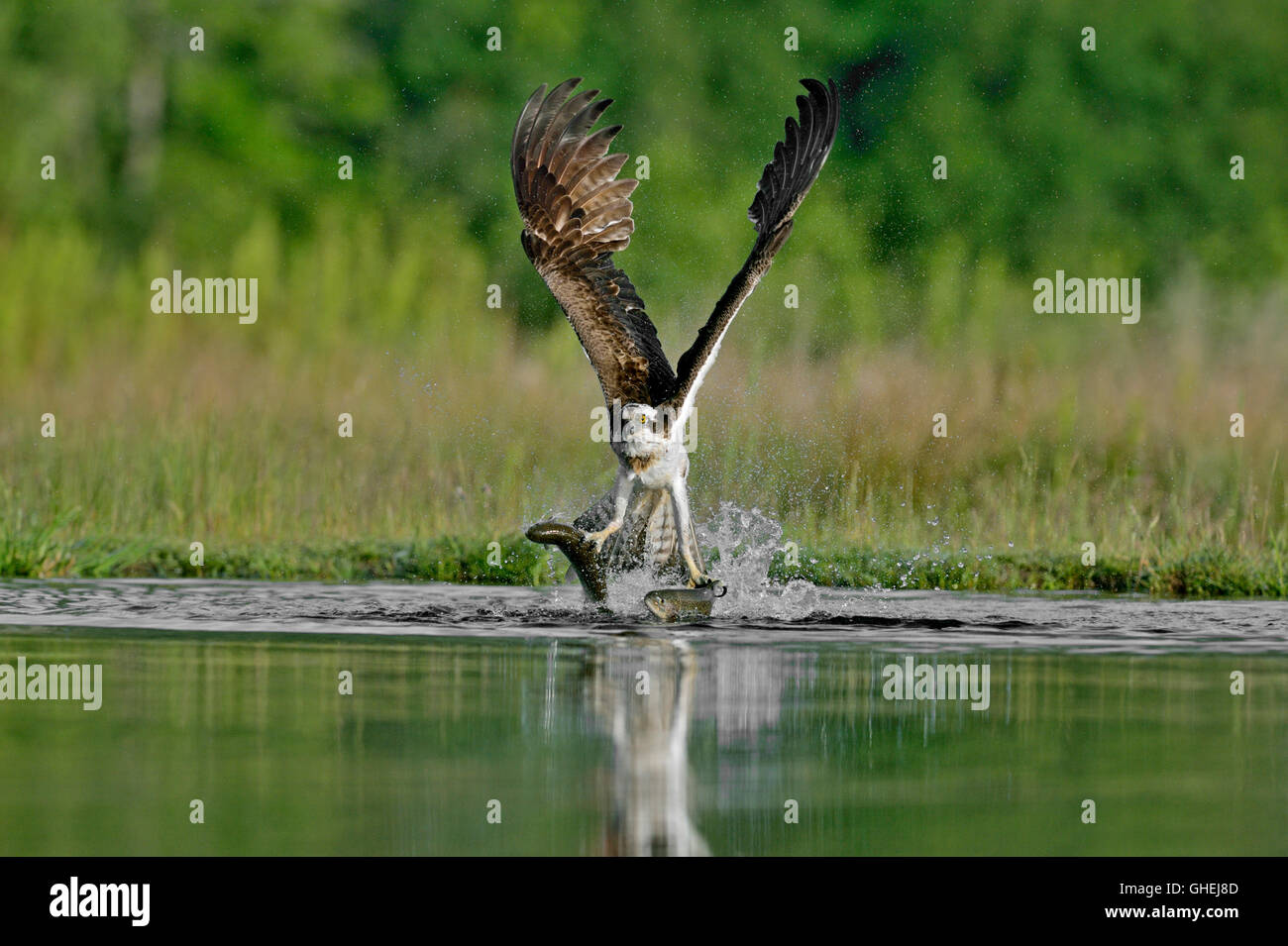 Fish raptor hi-res stock photography and images - Alamy