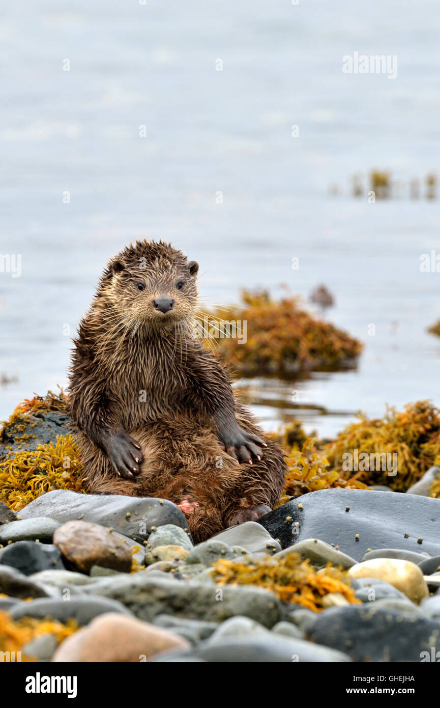 European otter (Lutra lutra), UK Stock Photo - Alamy