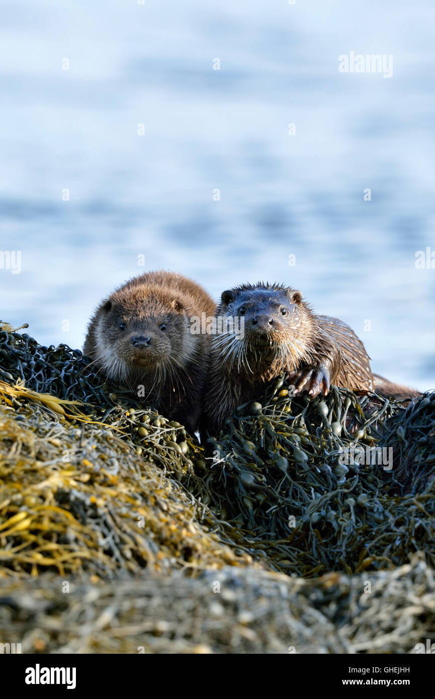 European otter (Lutra lutra), UK Stock Photo - Alamy