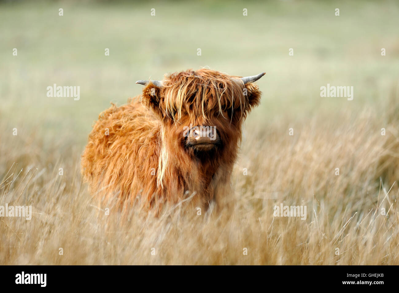 Highland Cow, Scotland, UK Stock Photo - Alamy