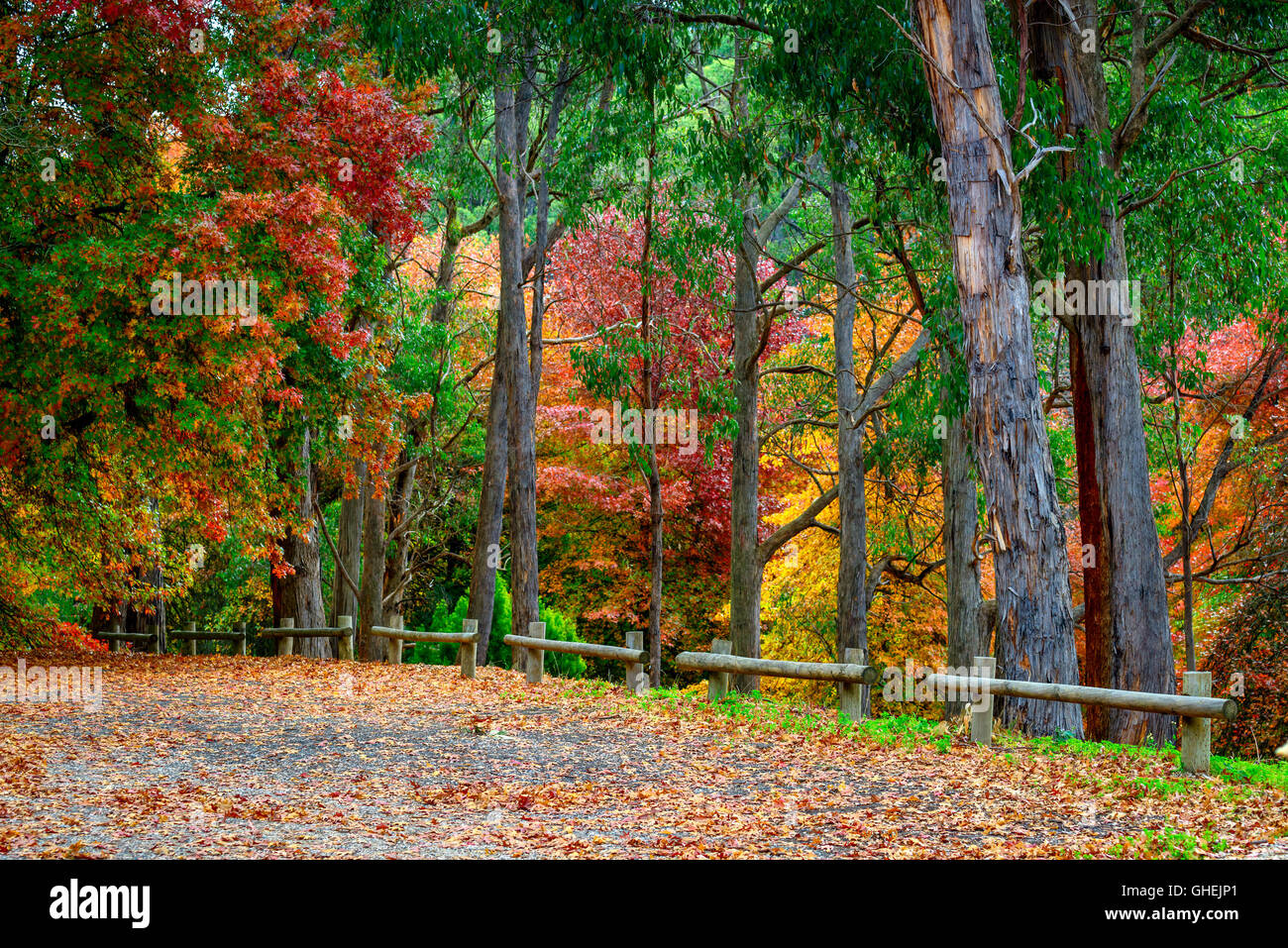 Colourful autumn trees in Adelaide Hills, South Australia Stock Photo ...