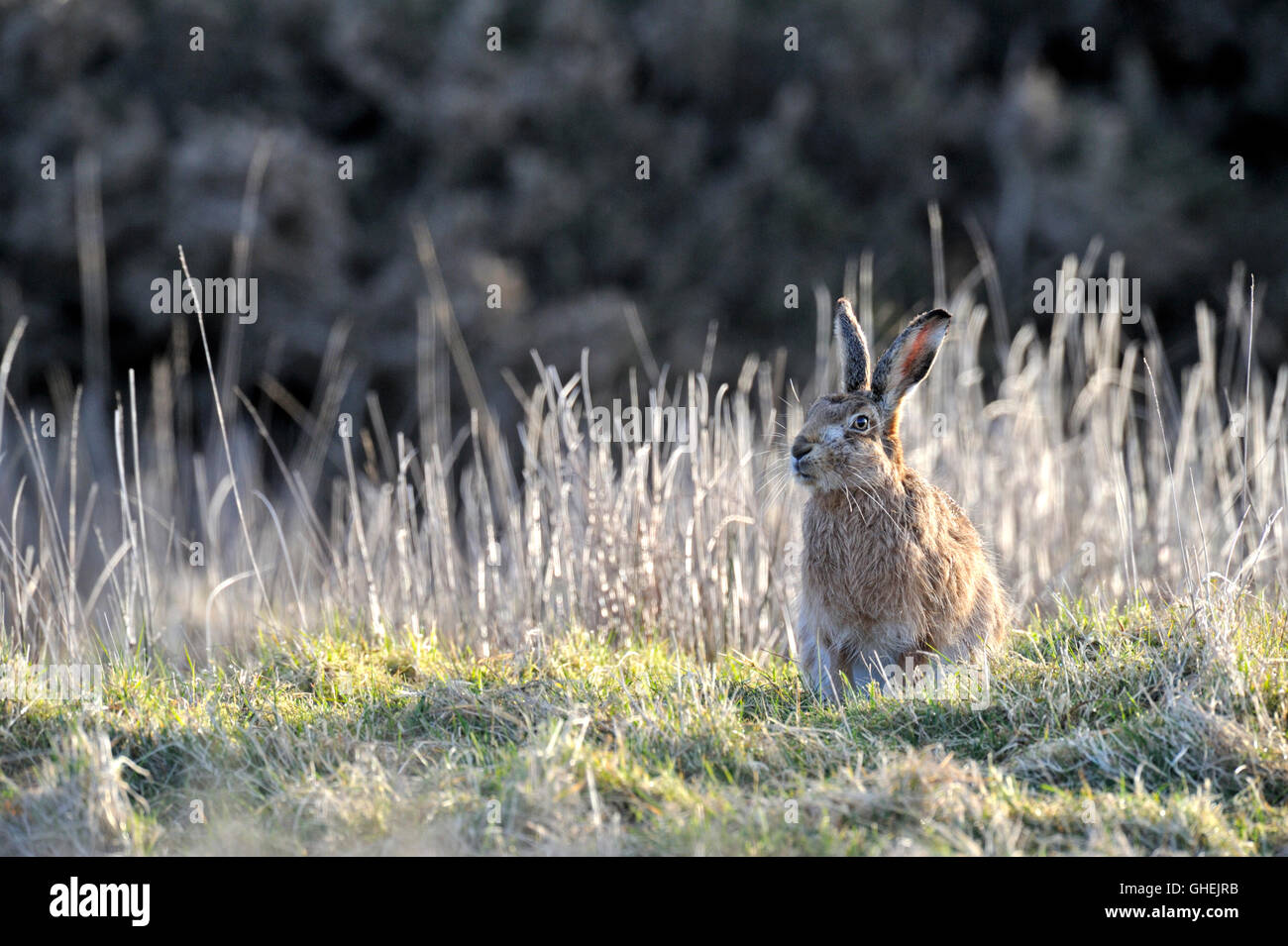 Brown Hare (Lepus europaeus) - UK Stock Photo - Alamy