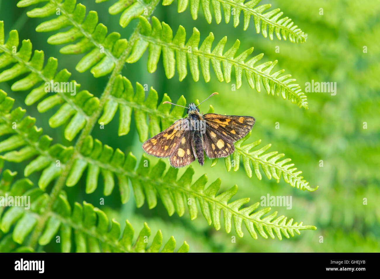 Chequered skipper butterfly (Carterocephalus palaemon) on bracken - UK ...
