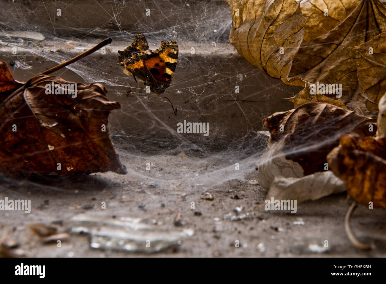 The remains of a Small Tortoiseshell butterfly and dead leaves within a ...