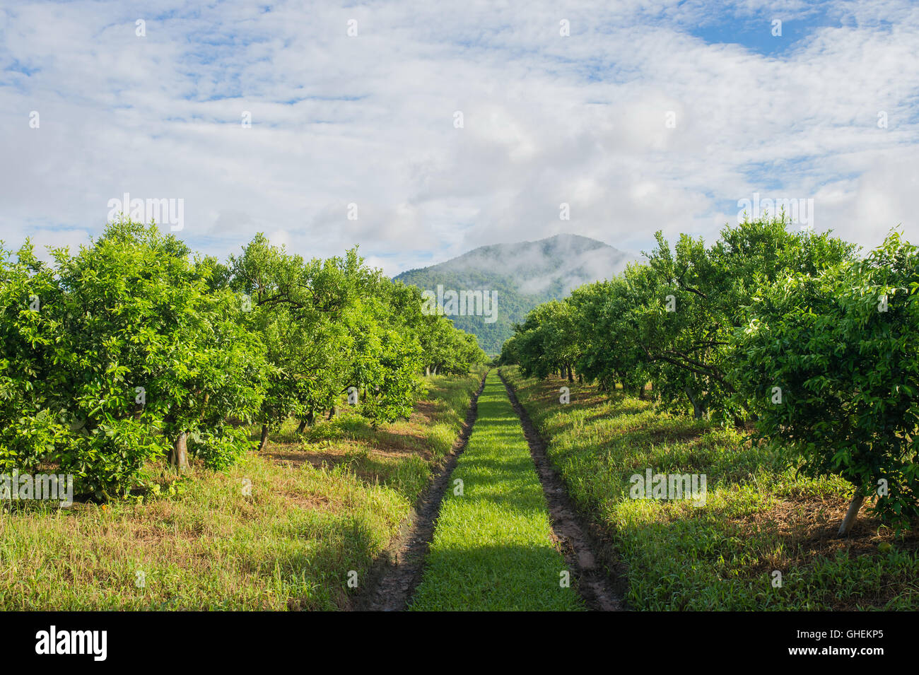 Orange tree orange farm in fang district hi-res stock photography and ...