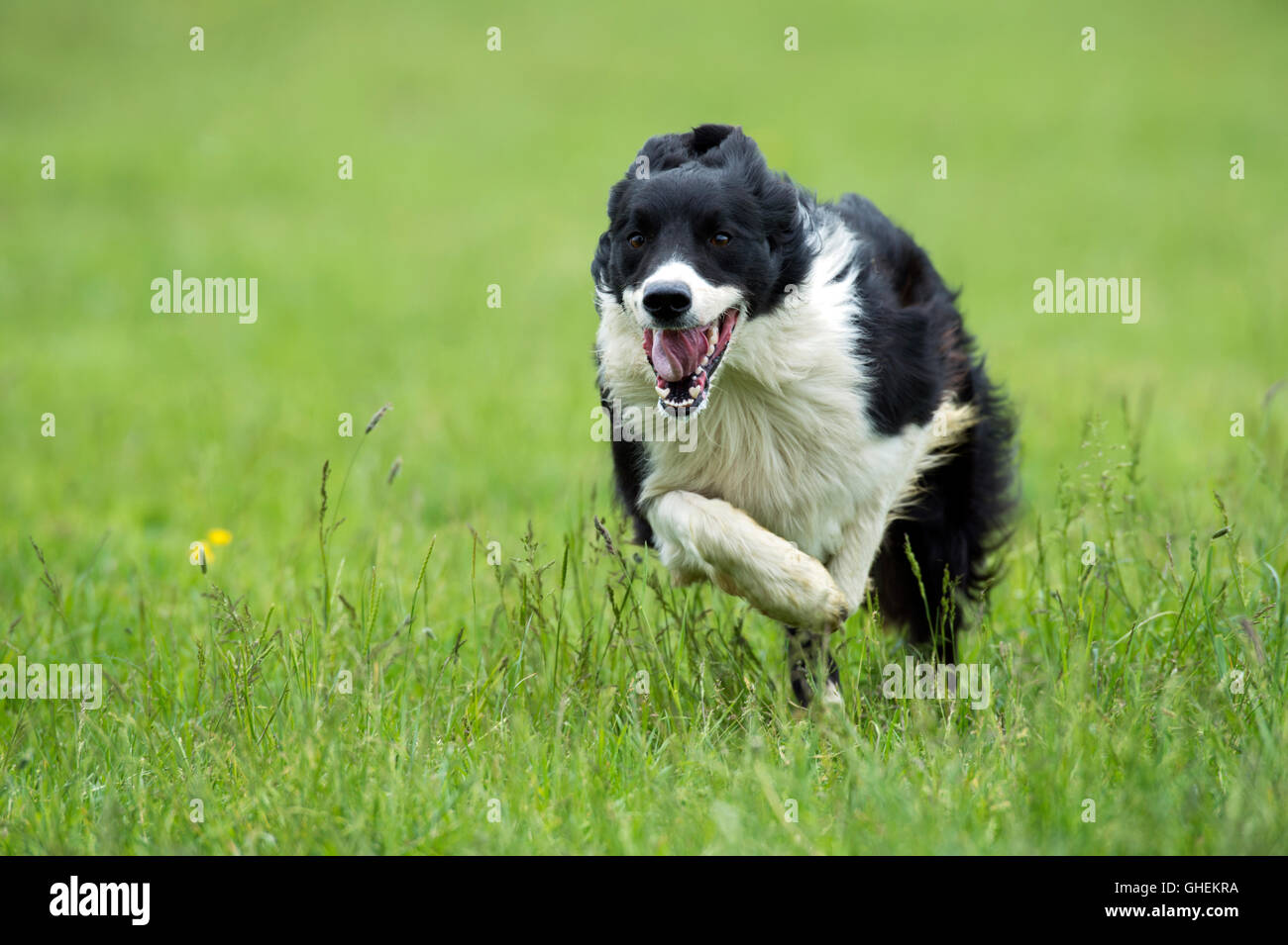 Border collie sheep running hi-res stock photography and images - Alamy