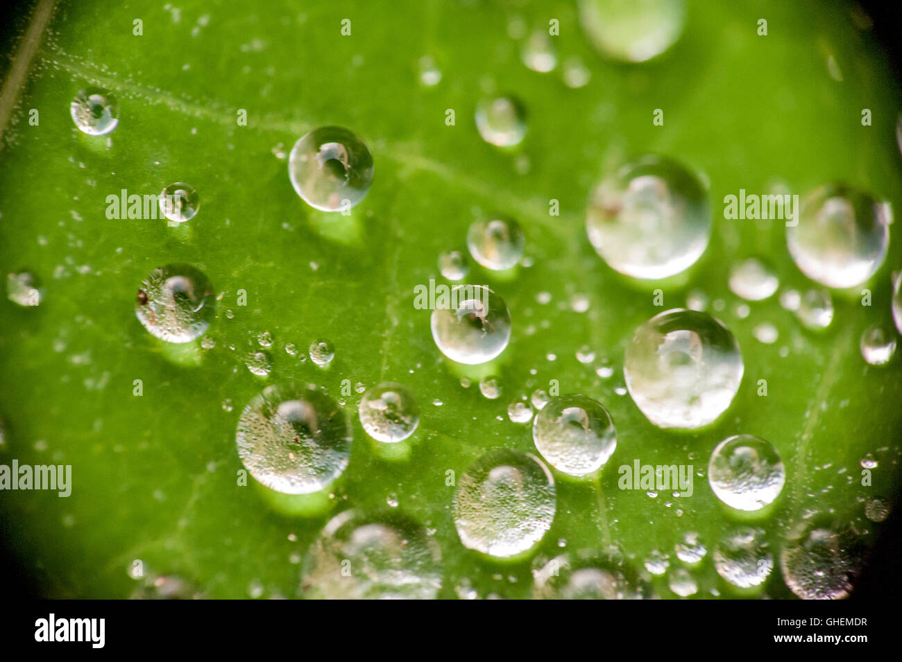 Macro photograph of water droplets on a leaf Stock Photo - Alamy