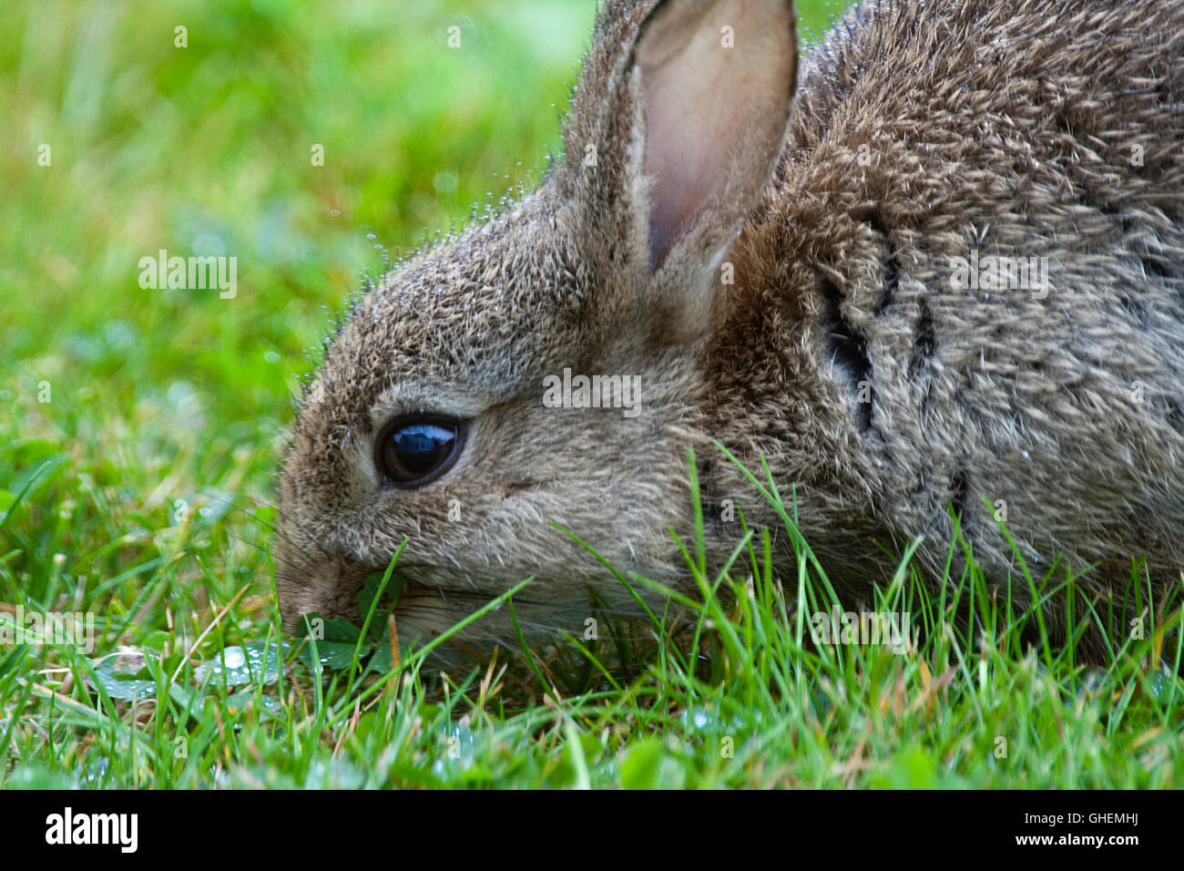 Up close Rabbit feeding Stock Photo - Alamy