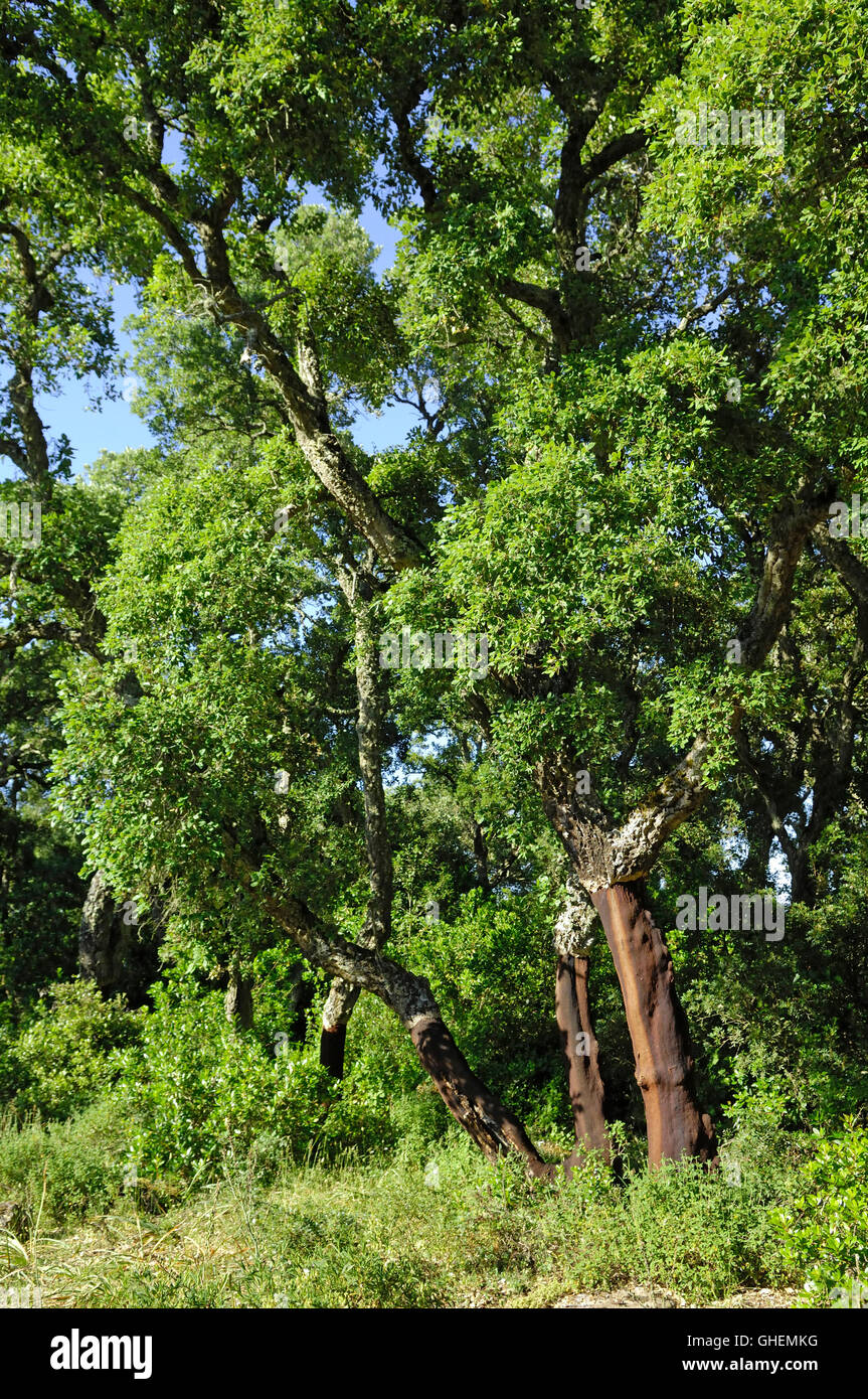 Managed Cork Oak forest on the basalt plateau of Giara di Gesturi ...