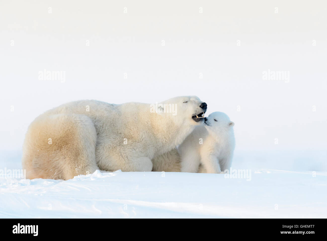 Two Polar Bears High Resolution Stock Photography and Images - Alamy