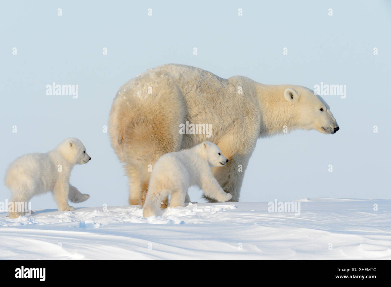 Polar bear mother (Ursus maritimus) walking on tundra with two cubs, Wapusk National Park ...