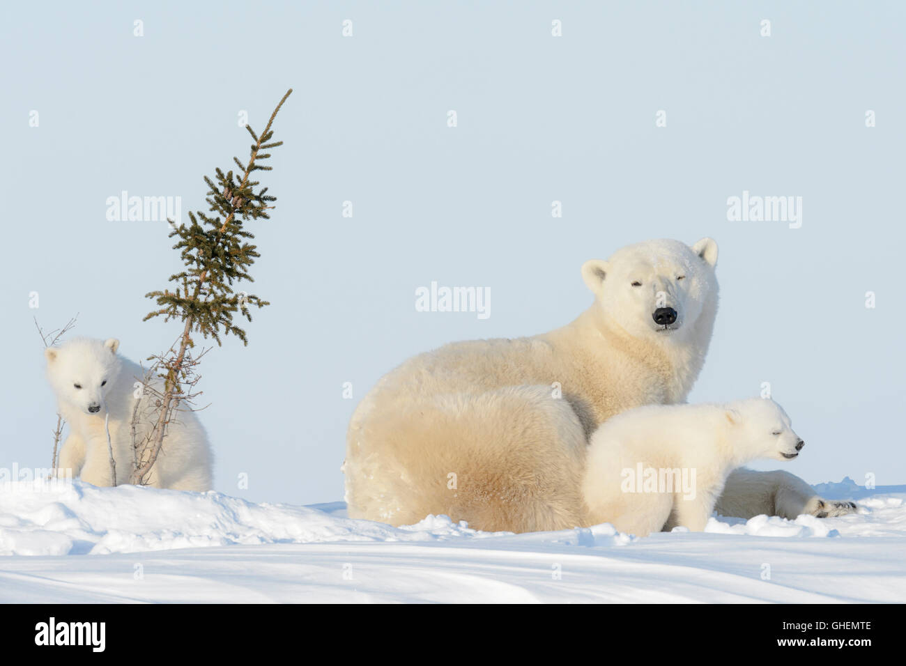 Polar bear mother (Ursus maritimus) playing with two cubs, Wapusk National Park, Manitoba ...