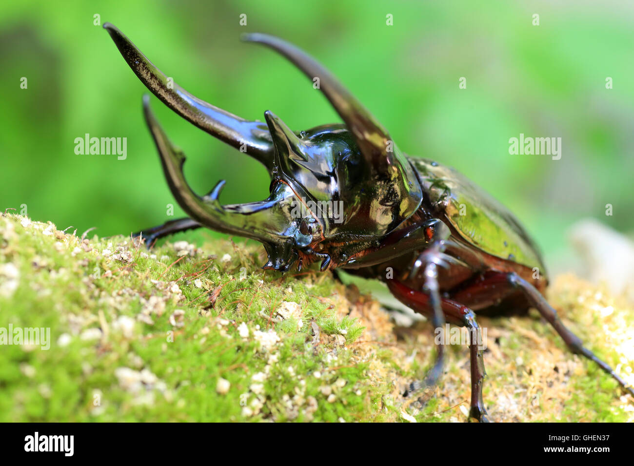 Caucasus beetle (Chalcosoma chiron) in Indonesia Stock Photo - Alamy