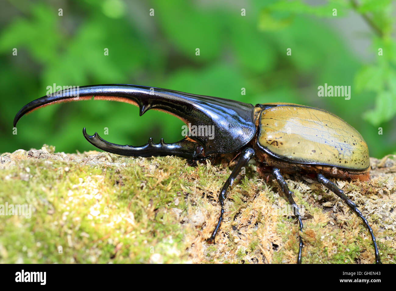 Hercules beetle (Dynastes hercules) in Ecuador Stock Photo - Alamy