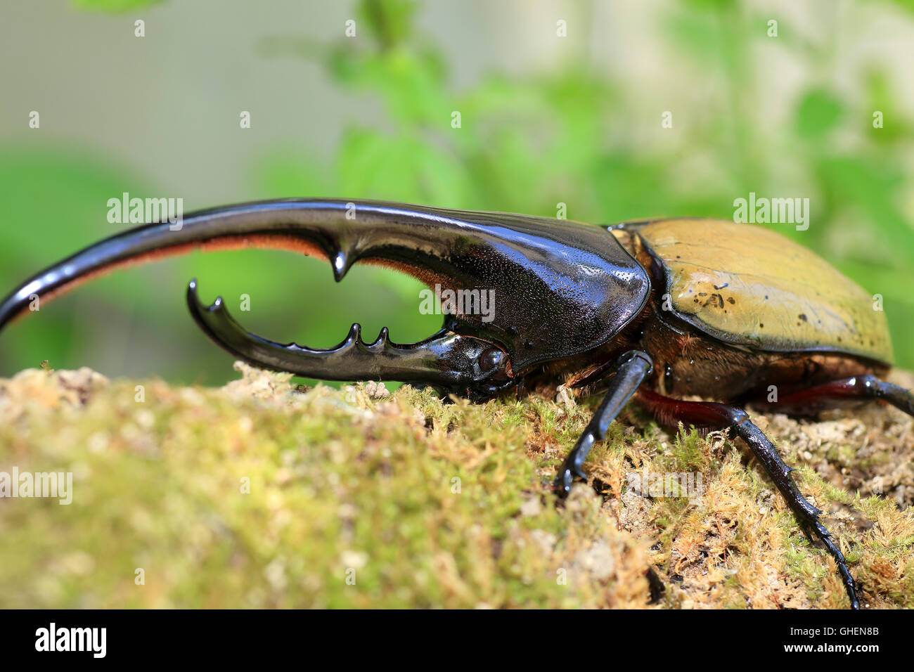 Hercules beetle (Dynastes hercules) in Ecuador Stock Photo - Alamy