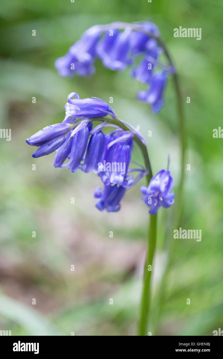 The native English Bluebell (Hyacinthoides non-scripta Stock Photo - Alamy