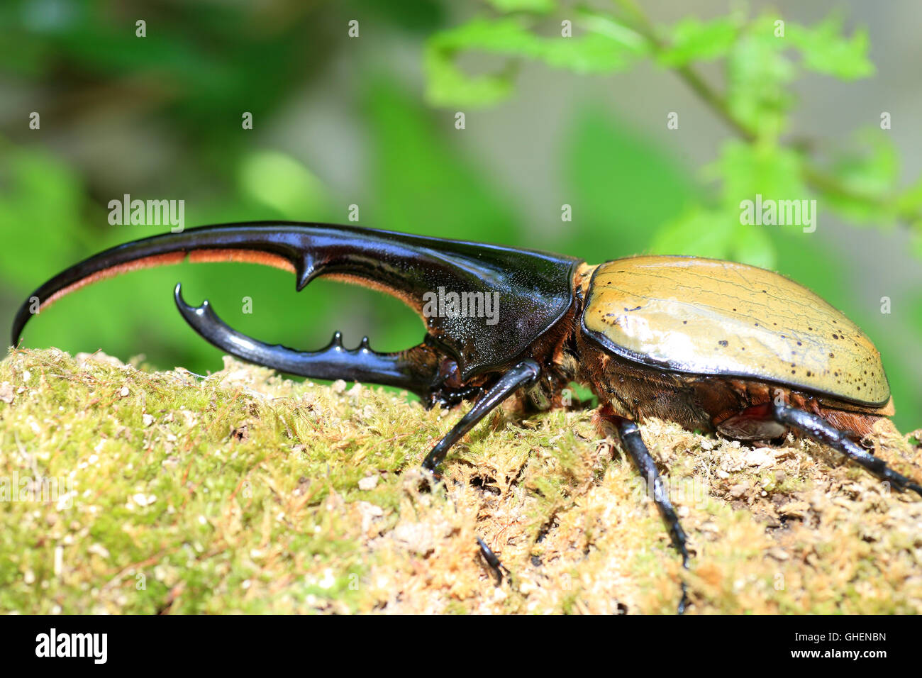 Hercules beetle dynastes hercules in hi-res stock photography and ...