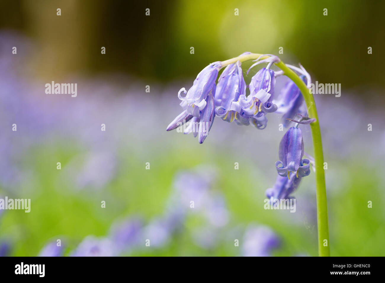 The native English Bluebell (Hyacinthoides non-scripta Stock Photo - Alamy