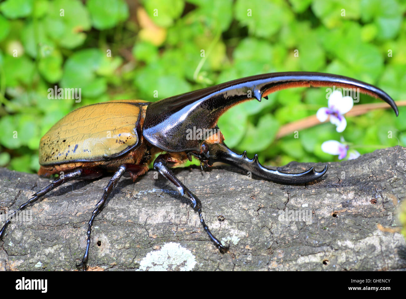 Hercules beetle (Dynastes hercules) in Ecuador Stock Photo - Alamy