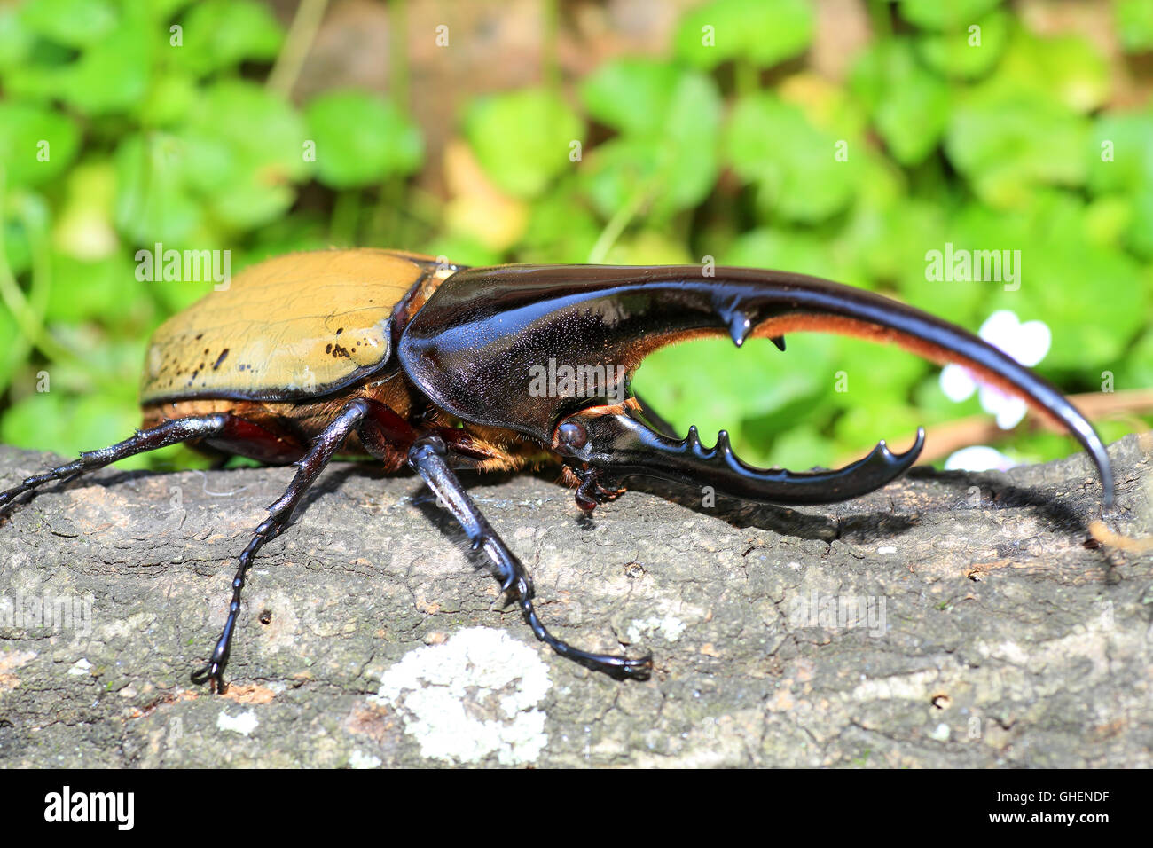 Hercules beetle (Dynastes hercules) in Ecuador Stock Photo - Alamy