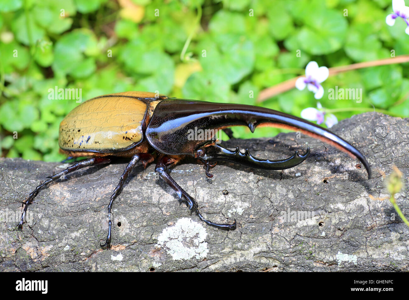 Hercules beetle hi-res stock photography and images - Alamy