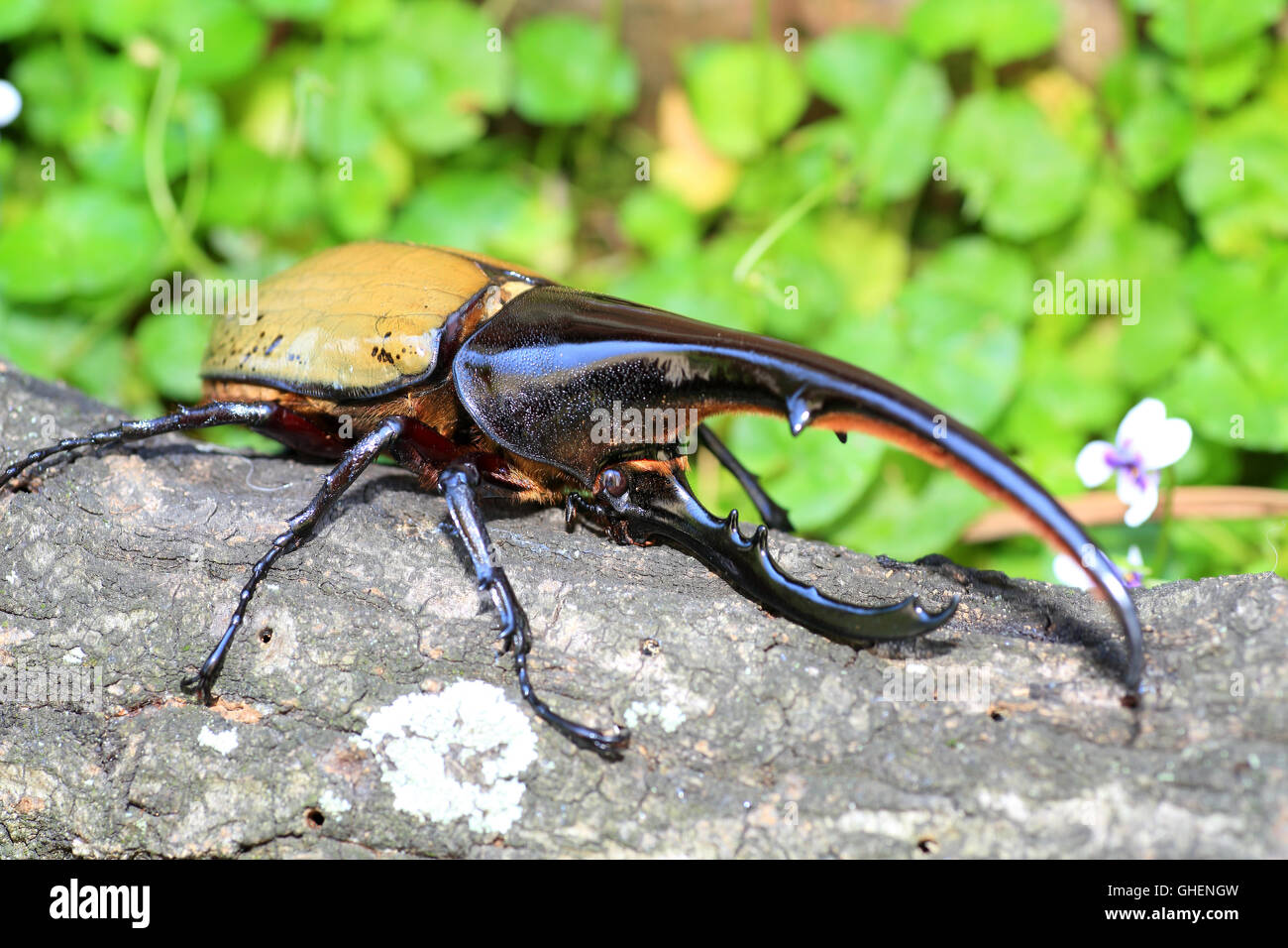 Hercules beetle (Dynastes hercules) in Ecuador Stock Photo - Alamy