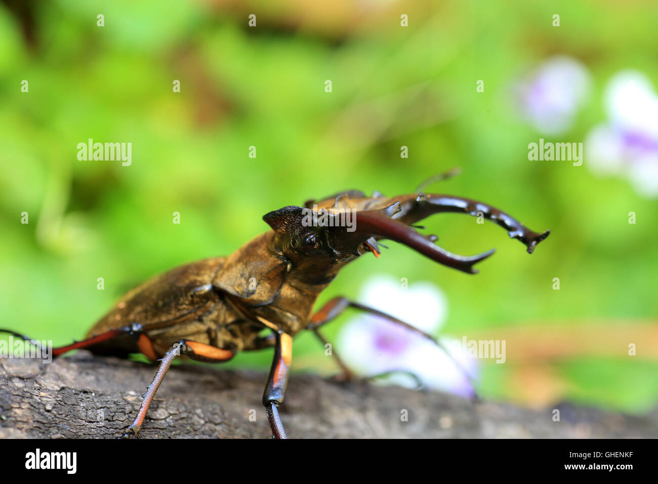 Miyama Stag Beetle (Lucanus maculifemoratus) male in Japan Stock Photo ...